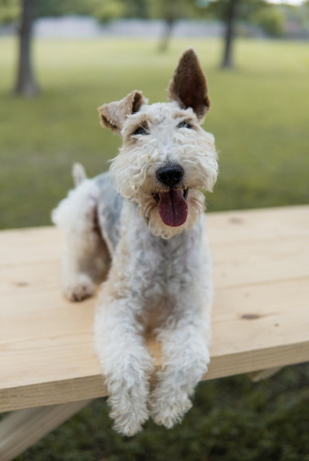 Meet The Terriers | Our Dogs | Hidden Acres Farm
