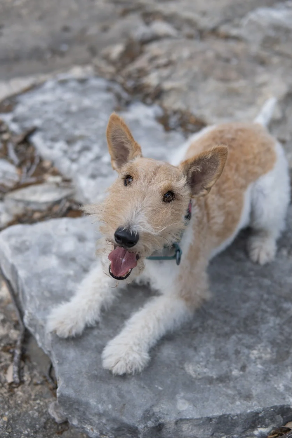 Meet The Terriers | Our Dogs | Hidden Acres Farm
