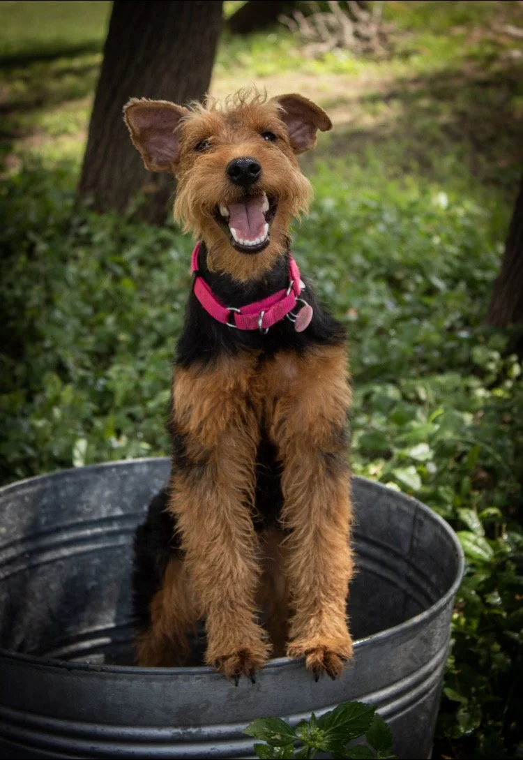 Welsh & Wire Fox Terrier Breeder | AKC Registered | Hidden Acres Farm