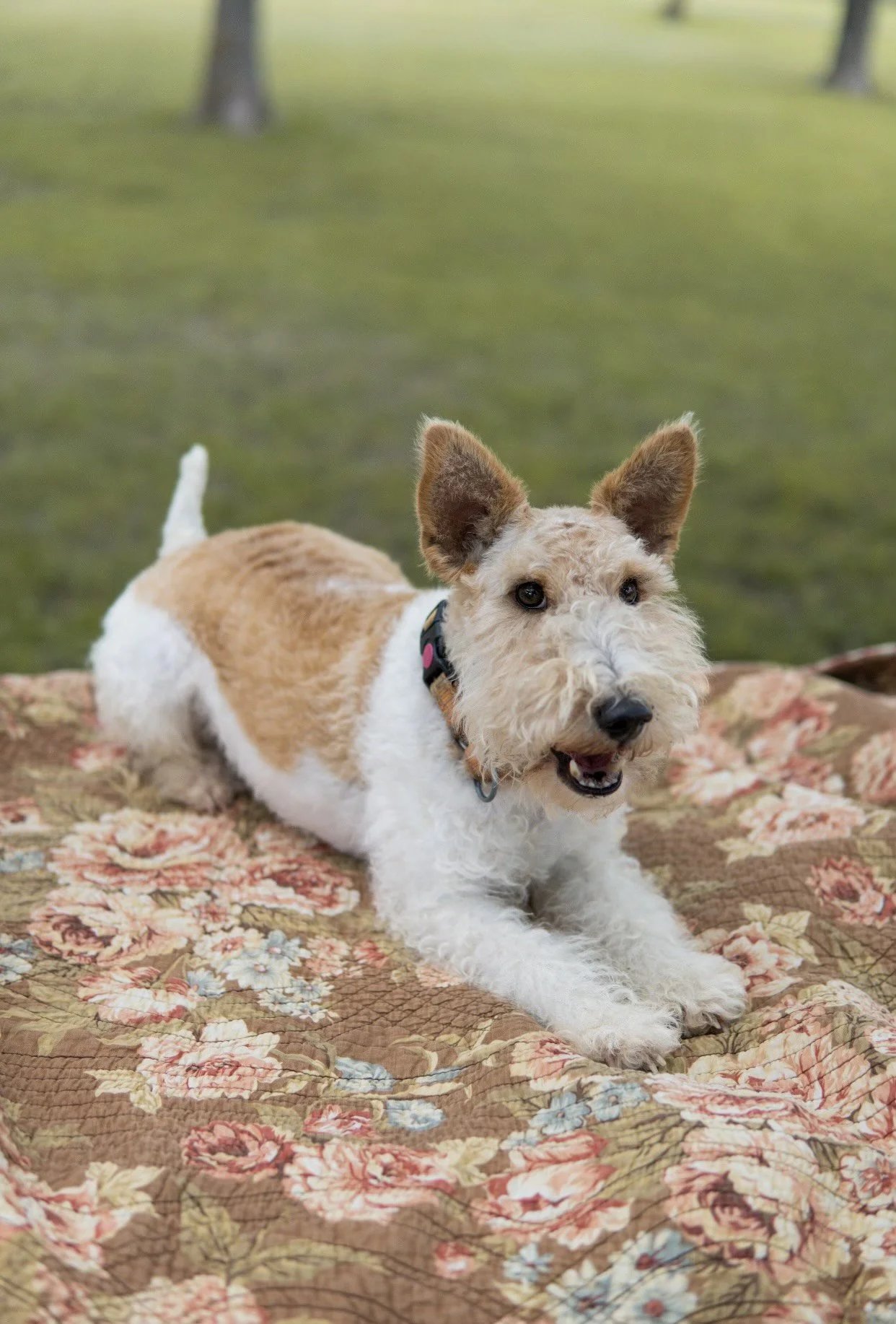 Meet The Terriers | Our Dogs | Hidden Acres Farm