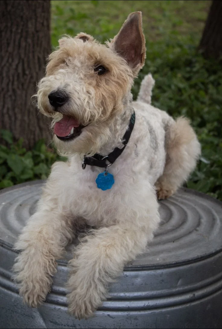 Welsh & Wire Fox Terrier Breeder | AKC Registered | Hidden Acres Farm