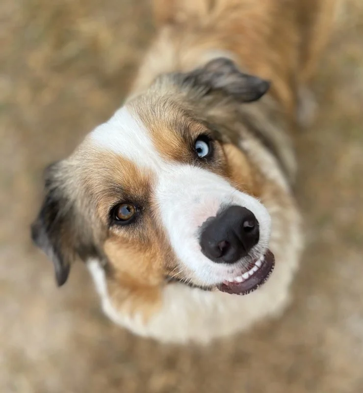 About 1 — OliveGrove Estate Border Collies