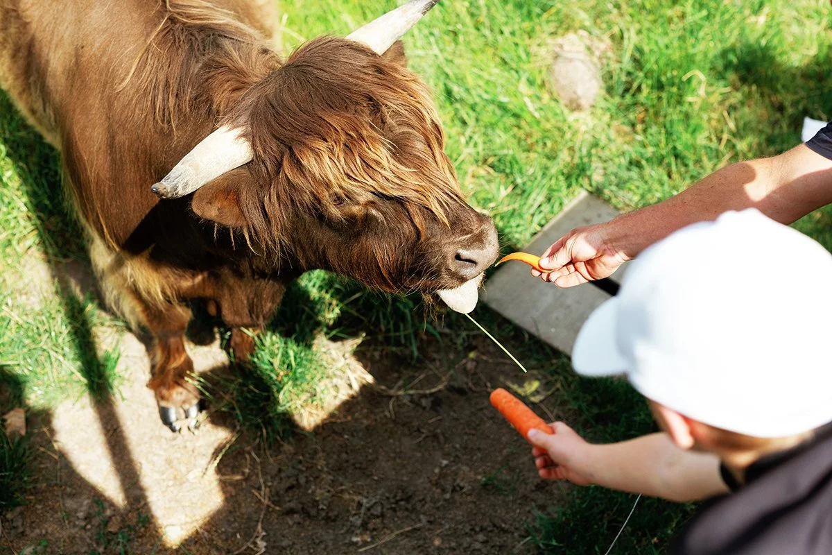 The Fancy Cow - Friendly Italian Dining in Marlborough