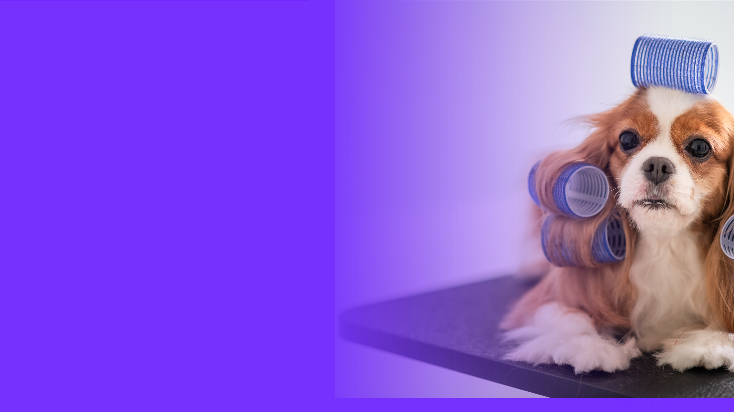Snout Studios - Dog Grooming Suites for Lease