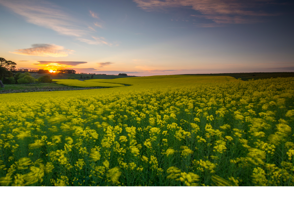 Goodrop — 100% Australian Non-GMO Canola Premium Frying Oil with 54+ hr ...