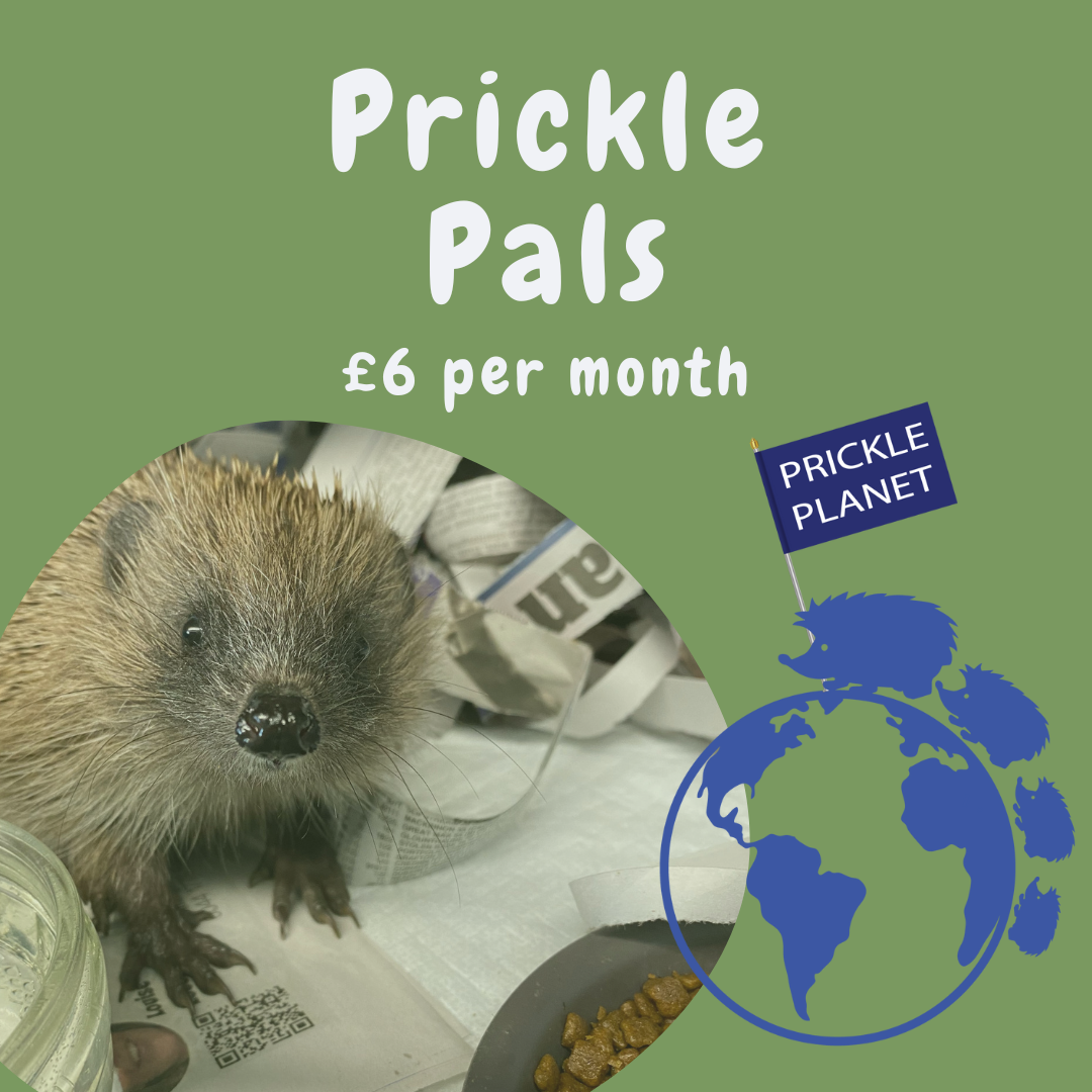 shop — Prickles & Paws Hedgehog Rescue