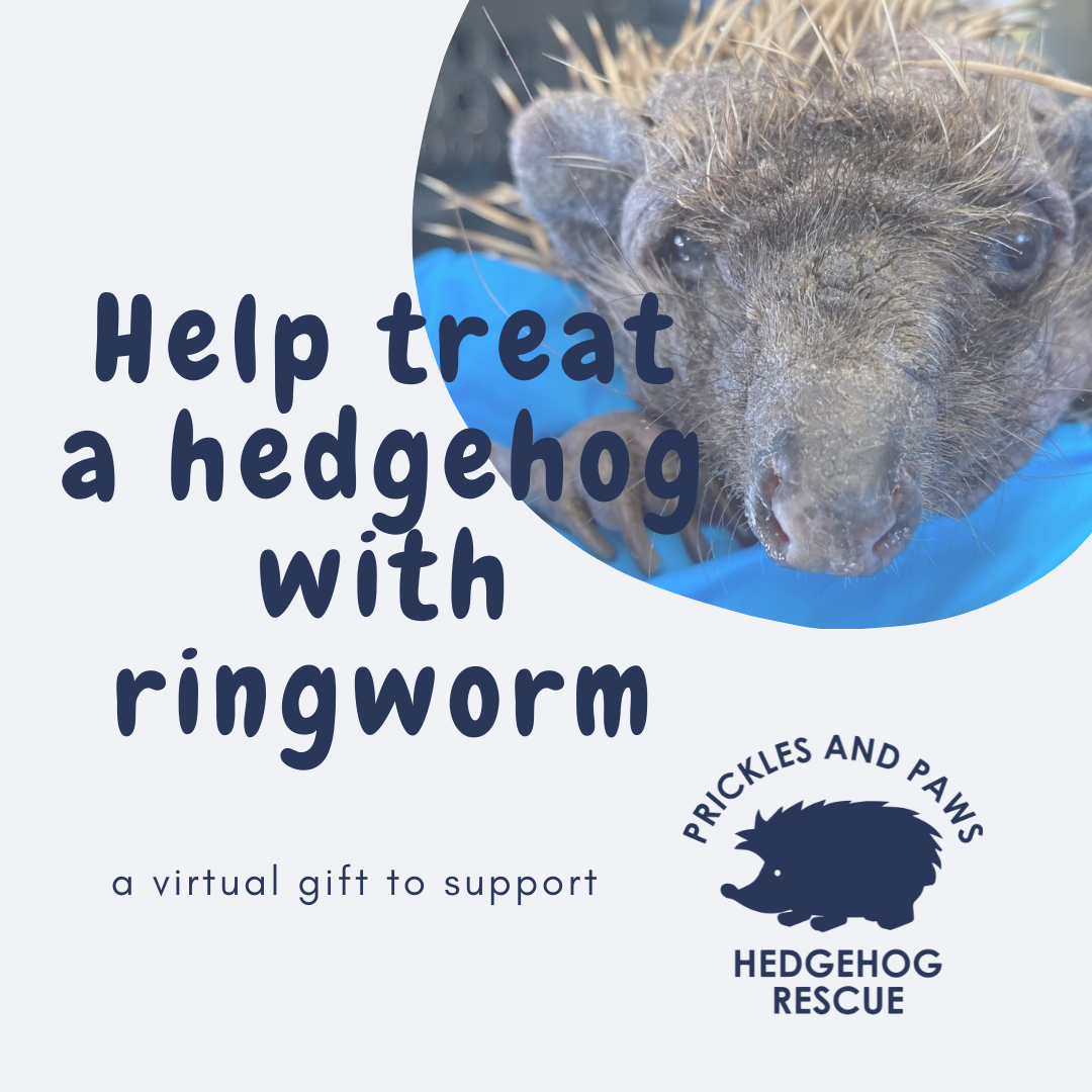 Hand Raise a Hoglet - Virtual Gift — Prickles & Paws Hedgehog Rescue