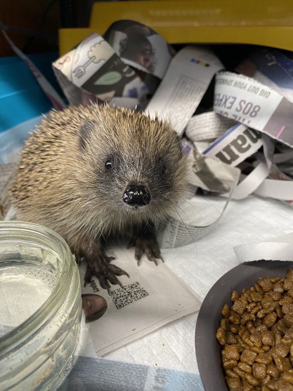 What do hedgehogs eat? Prickles and Paws Hedgehog Rescue, Cornwall UK ...
