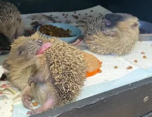 What is self-anointing in hedgehogs? — Prickles & Paws Hedgehog Rescue