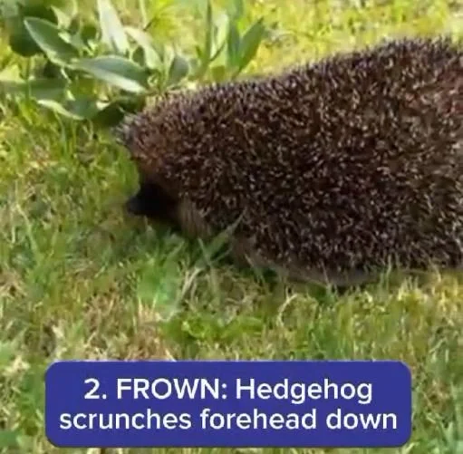 Why do hedgehogs roll up into a ball? | Prickles and Paws Hedgehog ...