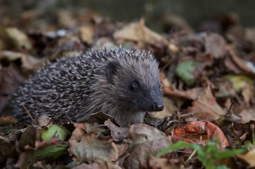 When do hedgehogs start hibernating? | Prickles and Paws Hedgehog ...