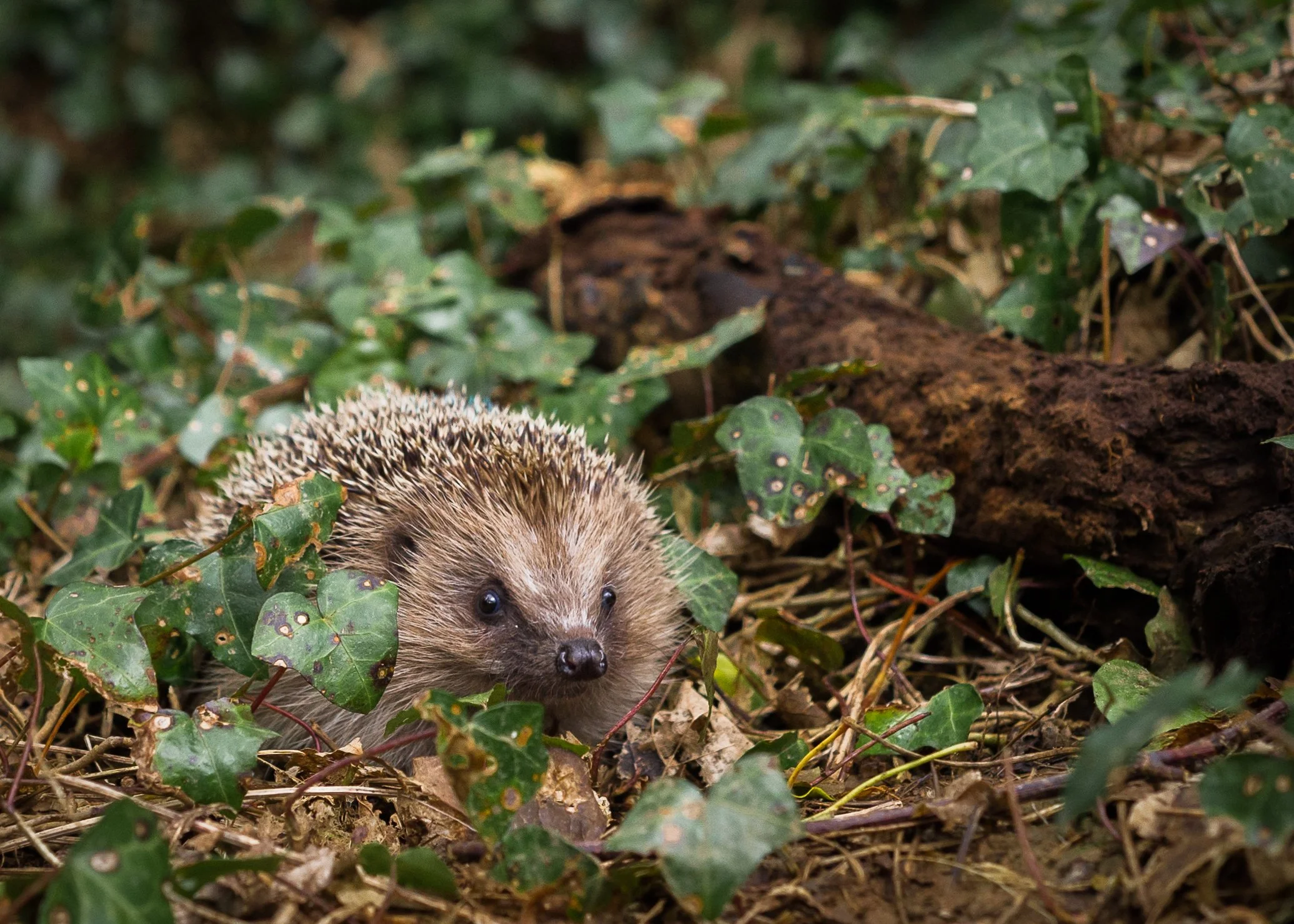 Are hedgehogs endangered in the UK? Prickles and Paws Hedgehog Rescue ...