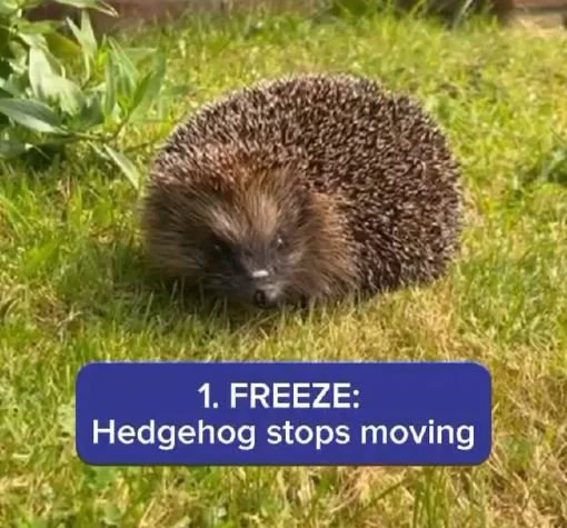 Why do hedgehogs roll up into a ball? | Prickles and Paws Hedgehog ...