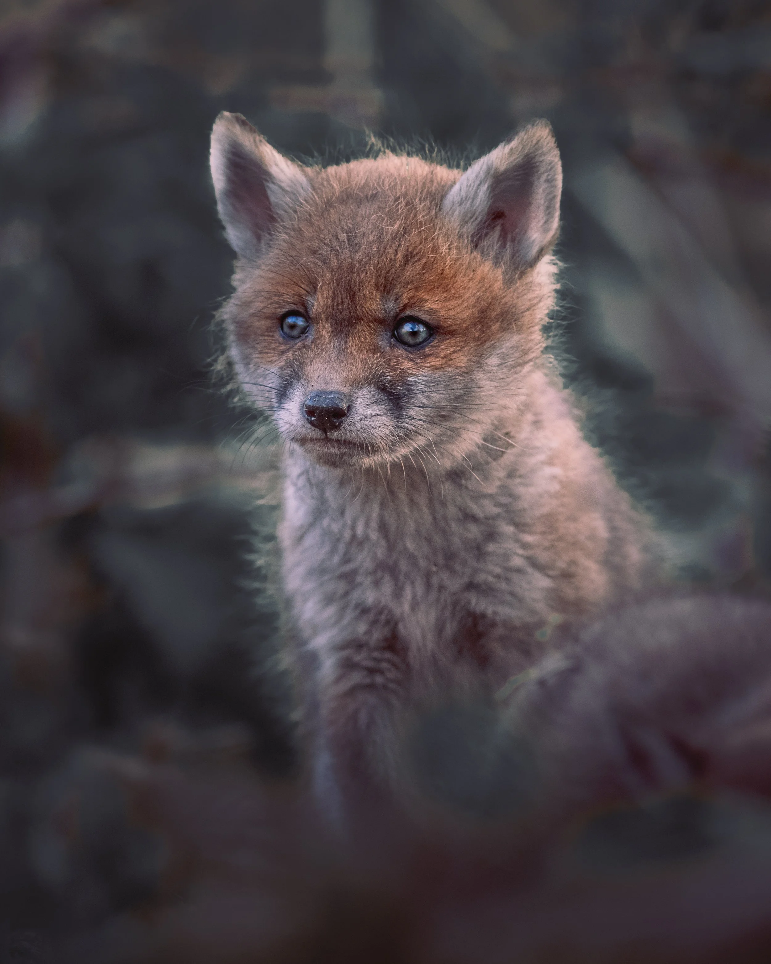 Wildlife Photography Workshops — Adam Juckes Wildlife Photographer