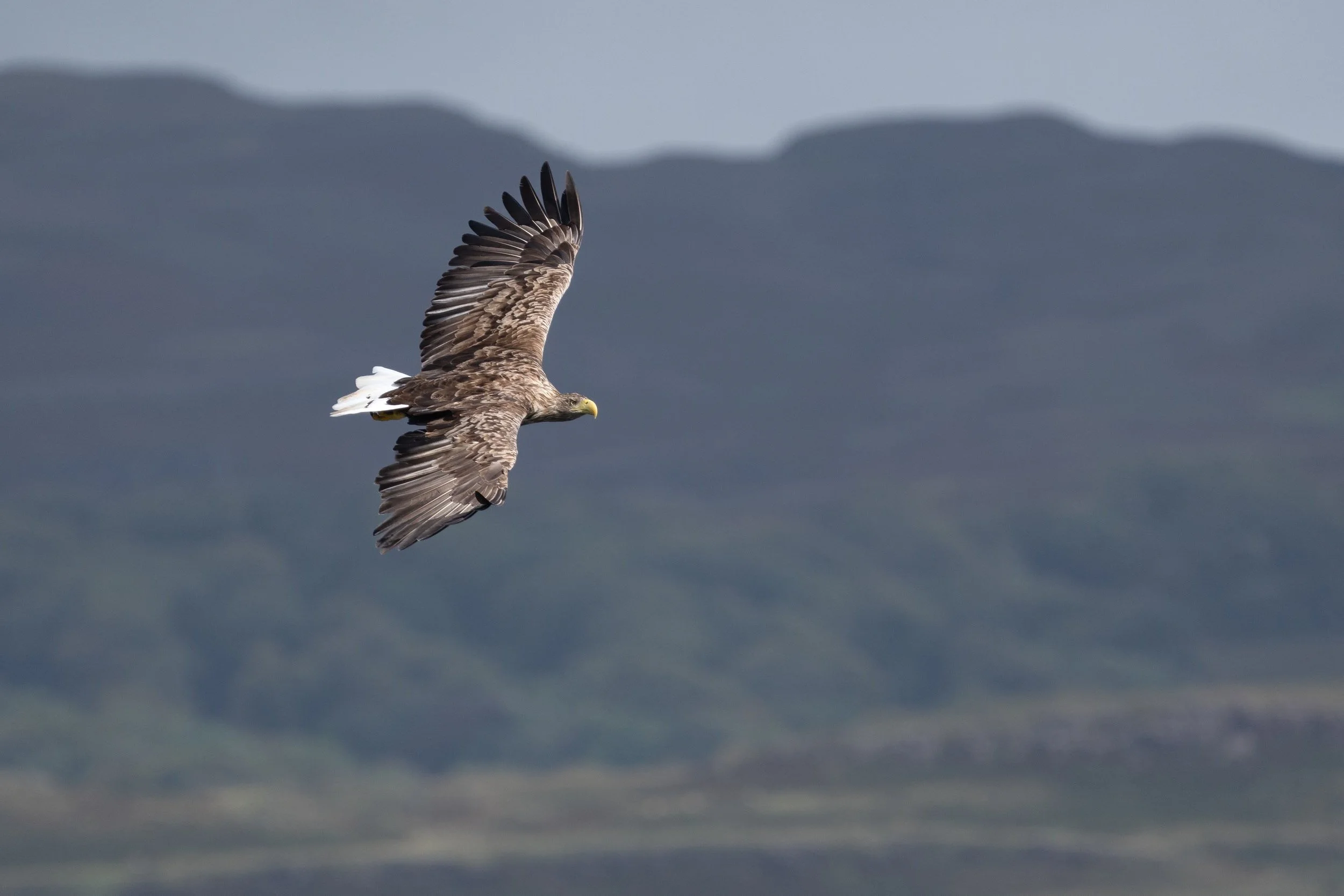 Photographing Eagles on the Isle of Mull — Adam Juckes Wildlife ...