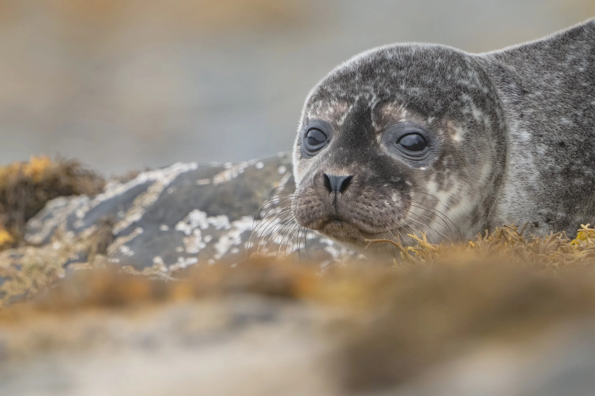 Photographing Eagles on the Isle of Mull — Adam Juckes Wildlife ...