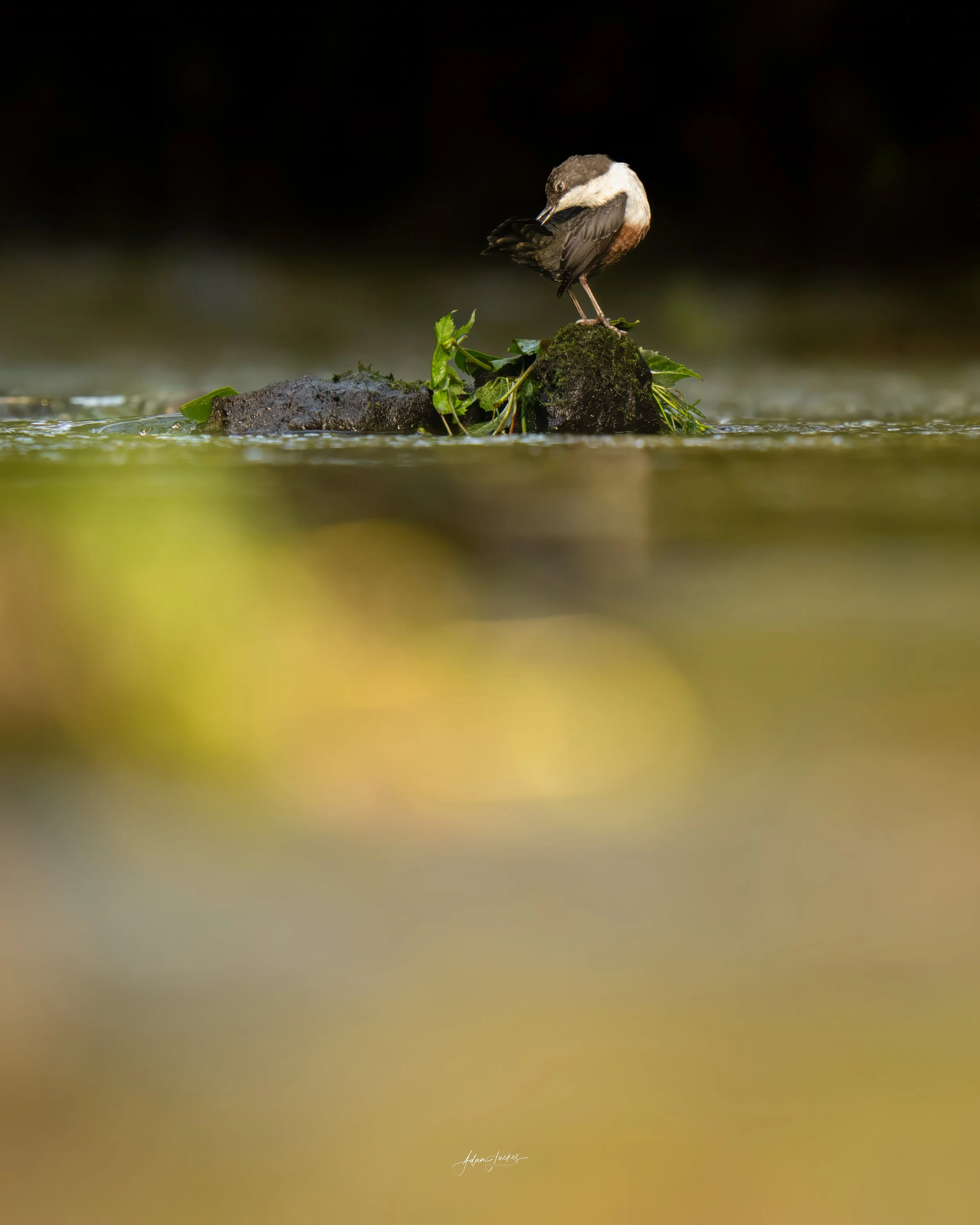 Wildlife Photography Workshops — Adam Juckes Wildlife Photographer