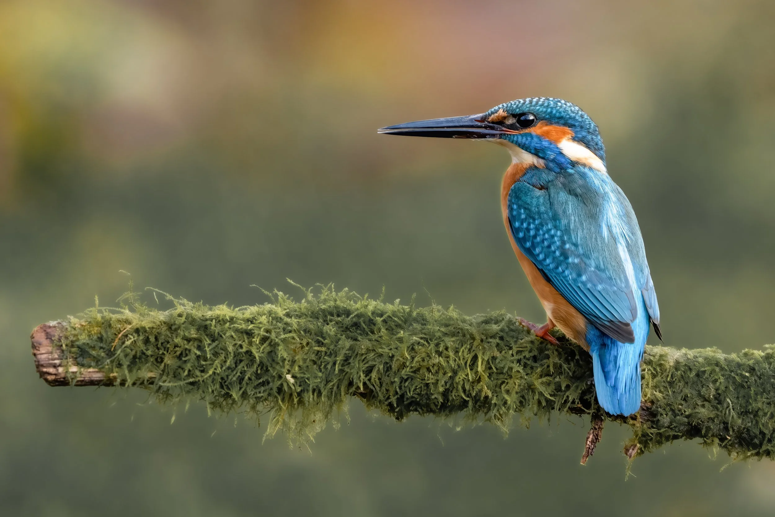 Adam Juckes Wildlife Photographer
