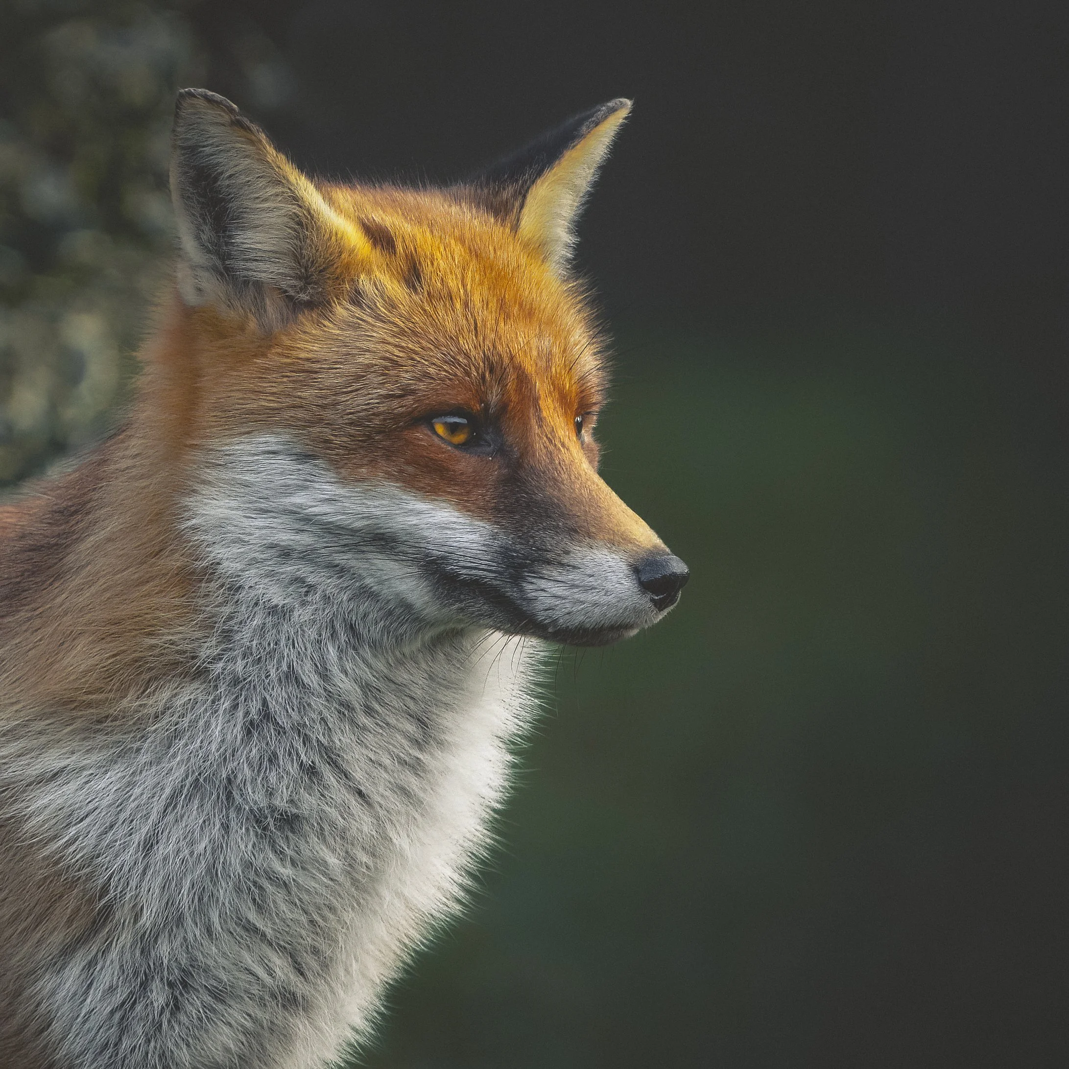 Photograph Foxes Workshop — Adam Juckes Wildlife Photographer