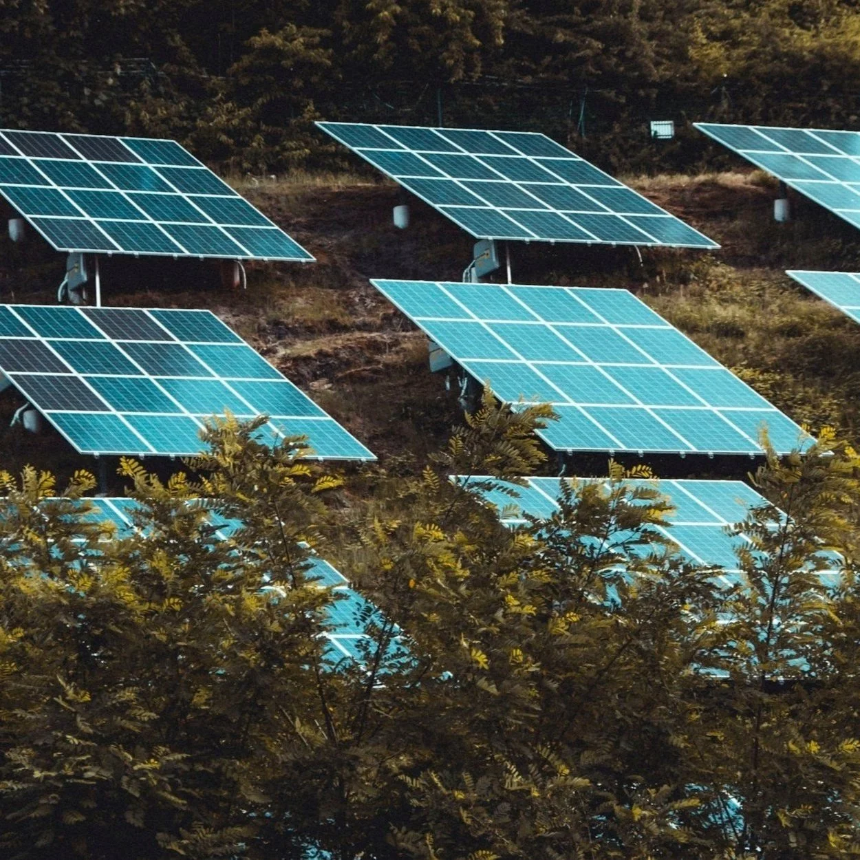 Hedges for Edges — Wild Energy | Energy Solutions for Wildlife ...