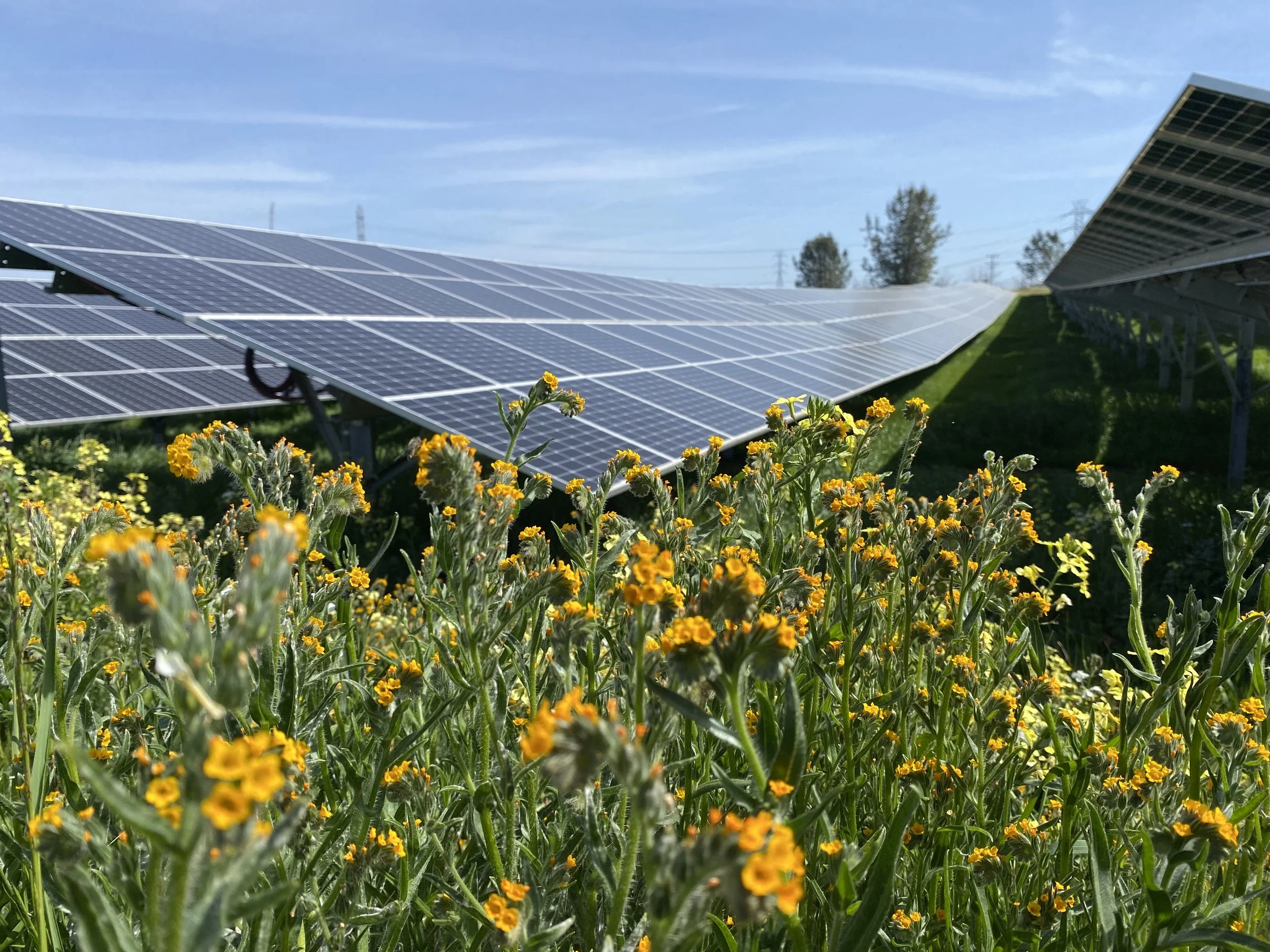 Wild Energy | Energy Solutions for Nature and Sustainability