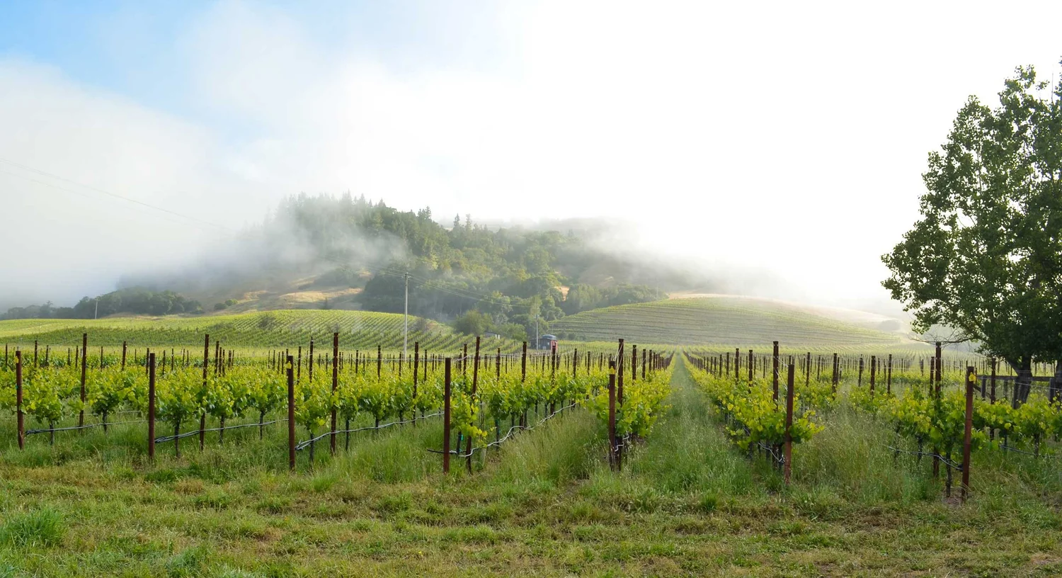 Wine Tours | Discover, Taste, Explore Now — Tour Mendocino
