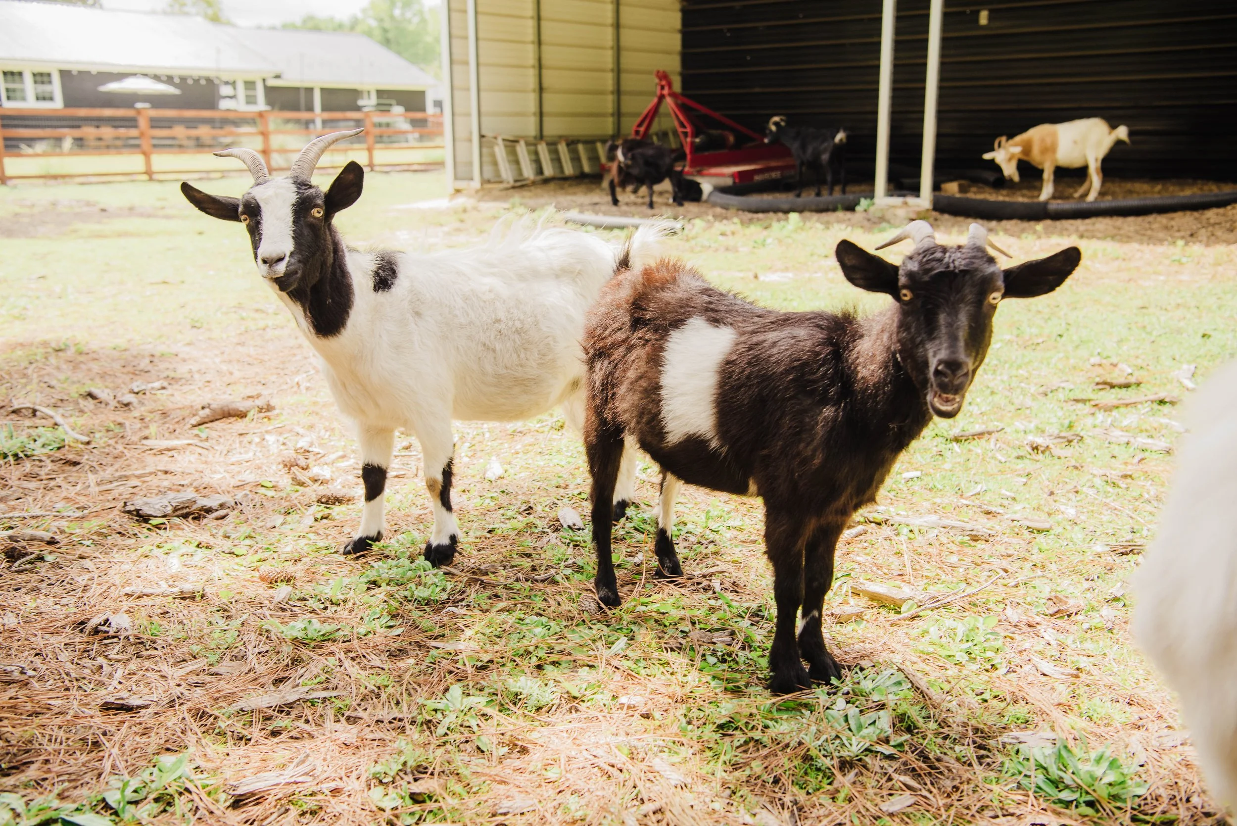 Discover Tranquility at The Farm: Coastal Retreat near Emerald Isle and ...