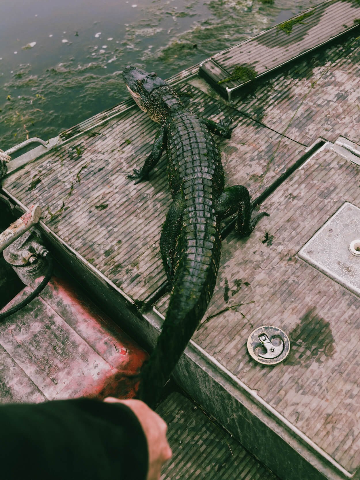 Salted Hands — Bryan Locke