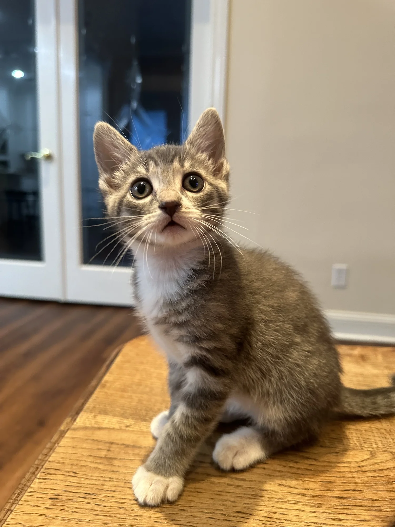 Adopt — Pensacola Foster Kittens