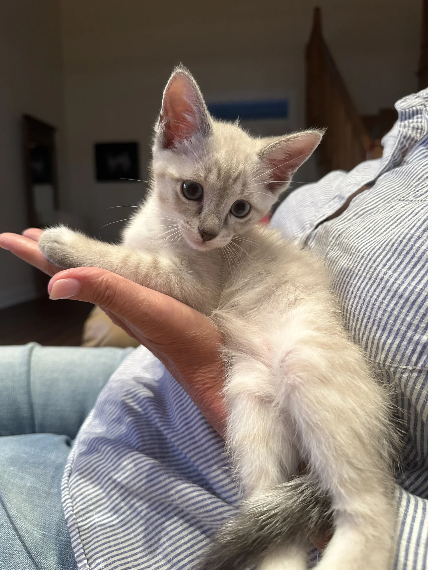 Adopt — Pensacola Foster Kittens