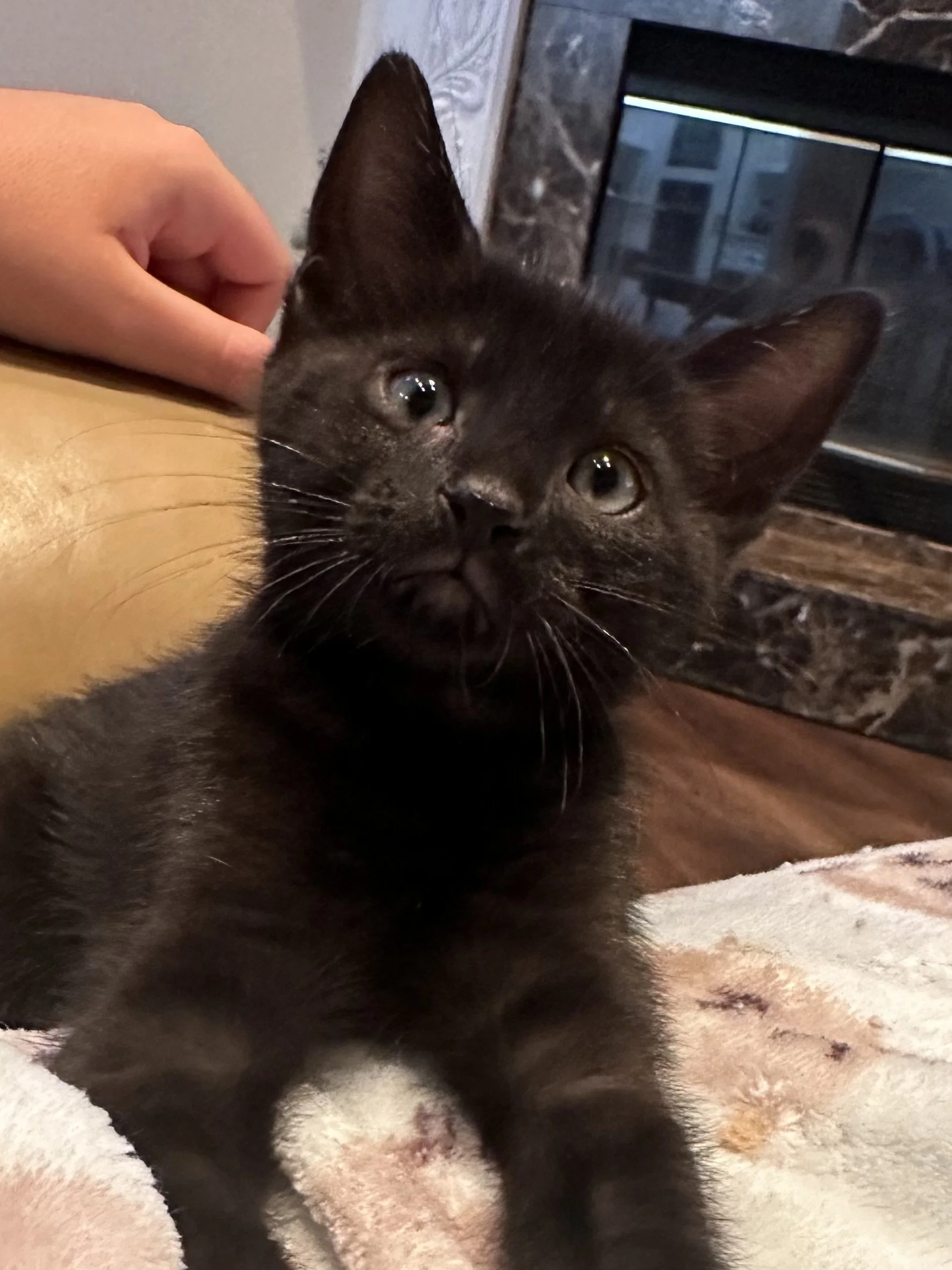 Adopt — Pensacola Foster Kittens