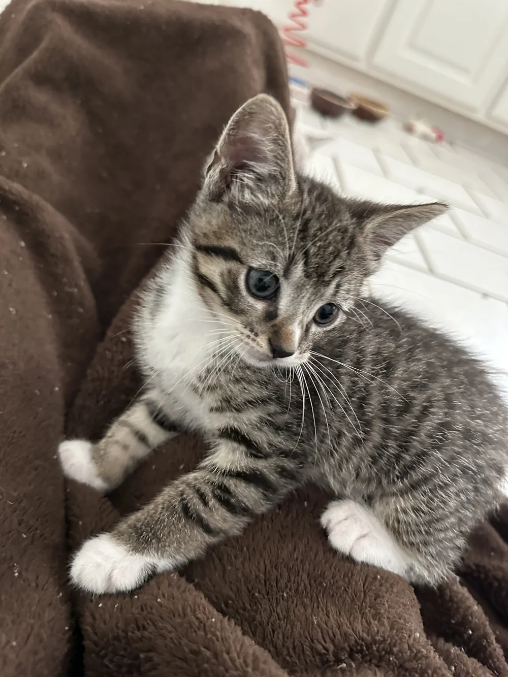 Adopt — Pensacola Foster Kittens