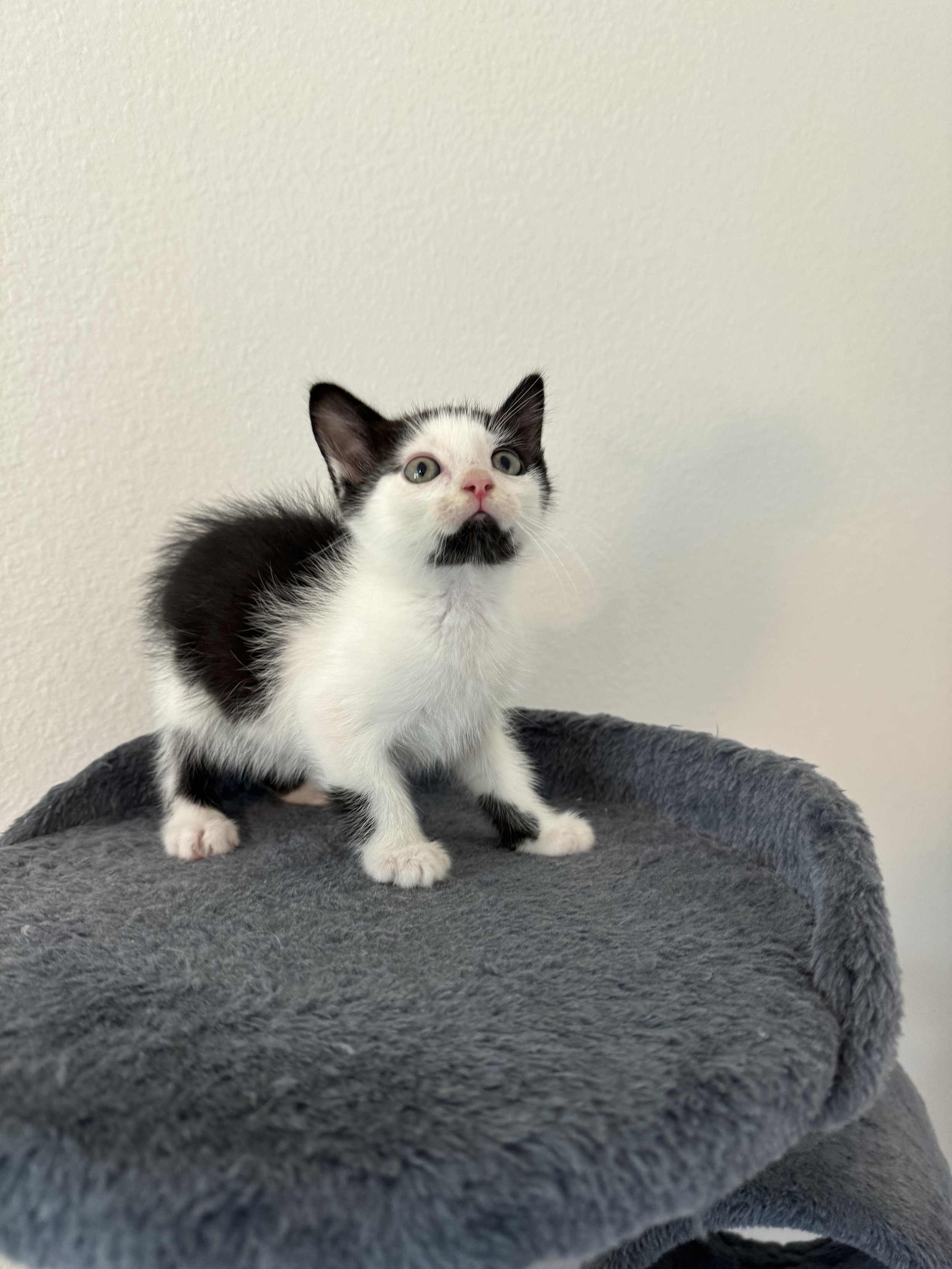 Adopt — Pensacola Foster Kittens