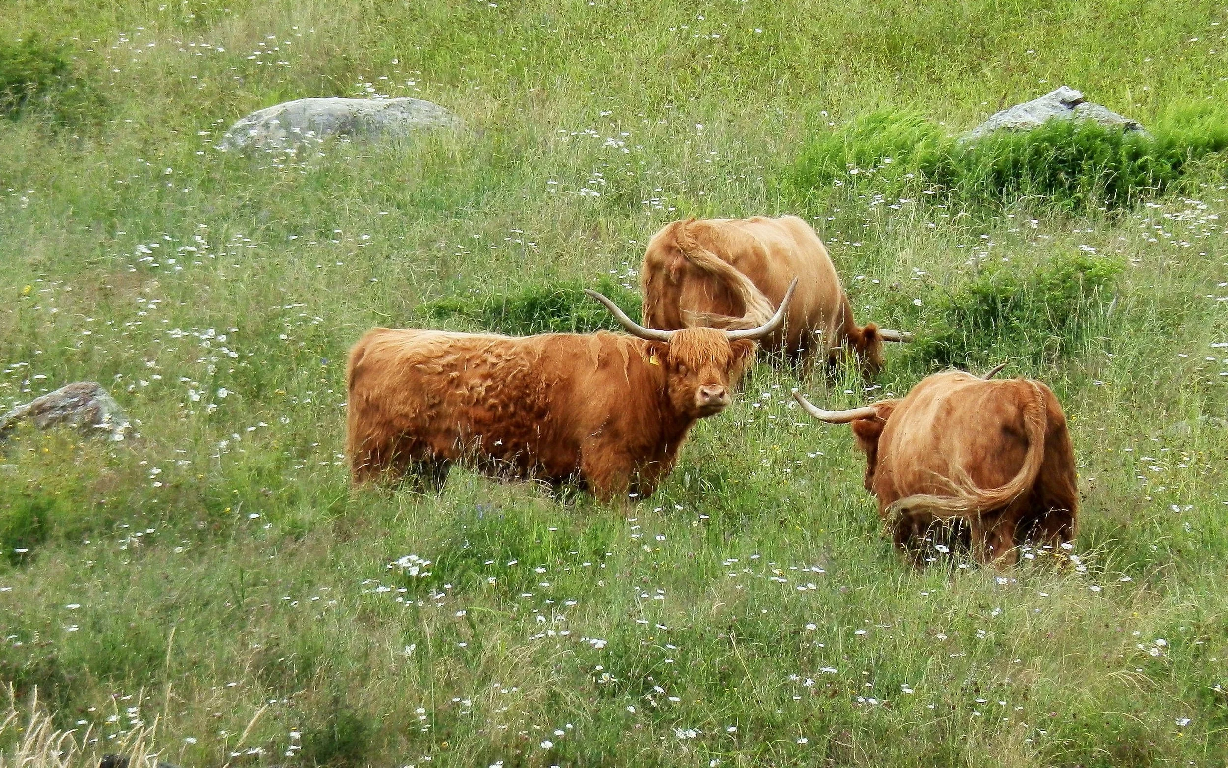 Pitcher Mountain Farm — Holistic Roots