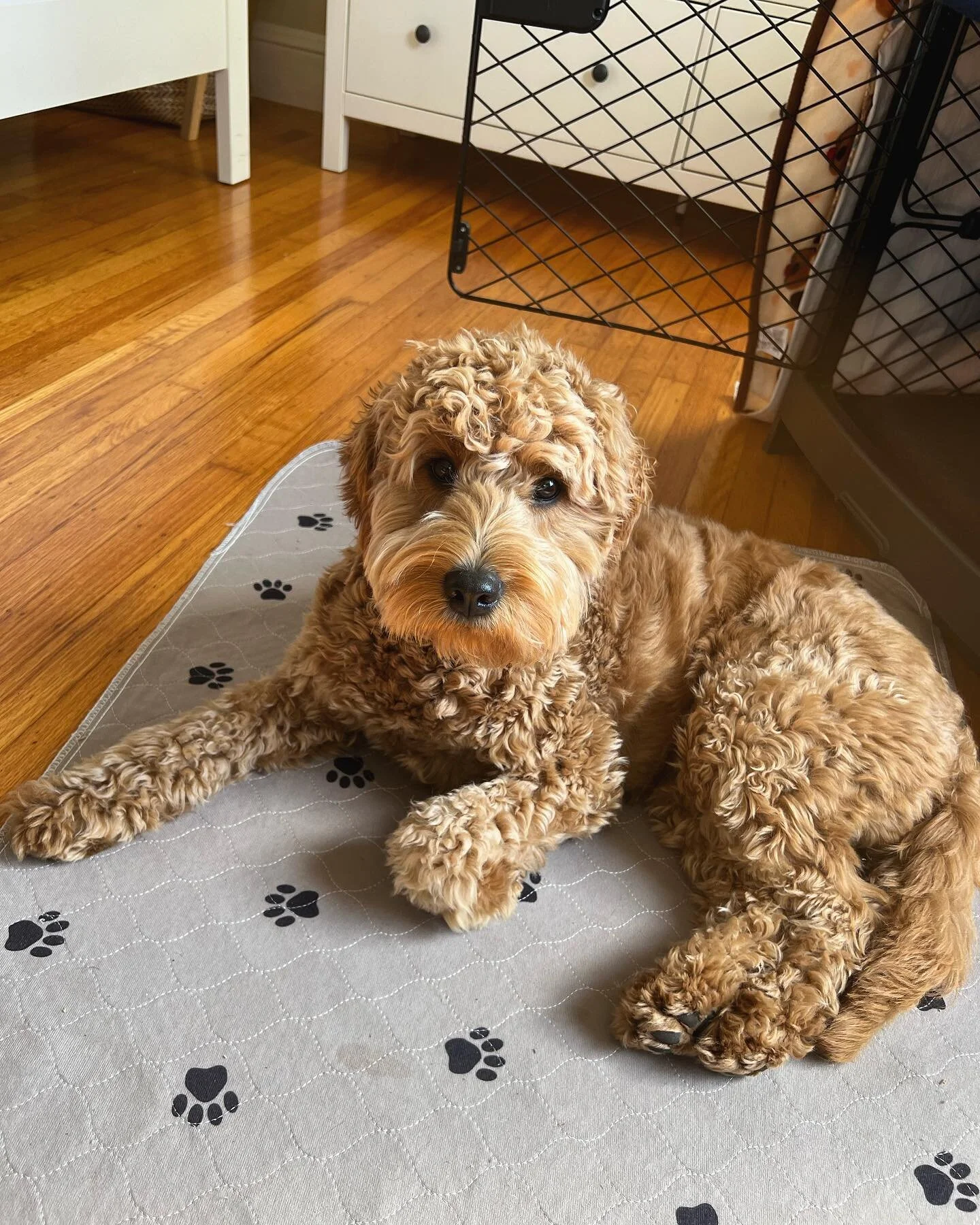 Wine Country Goldendoodles