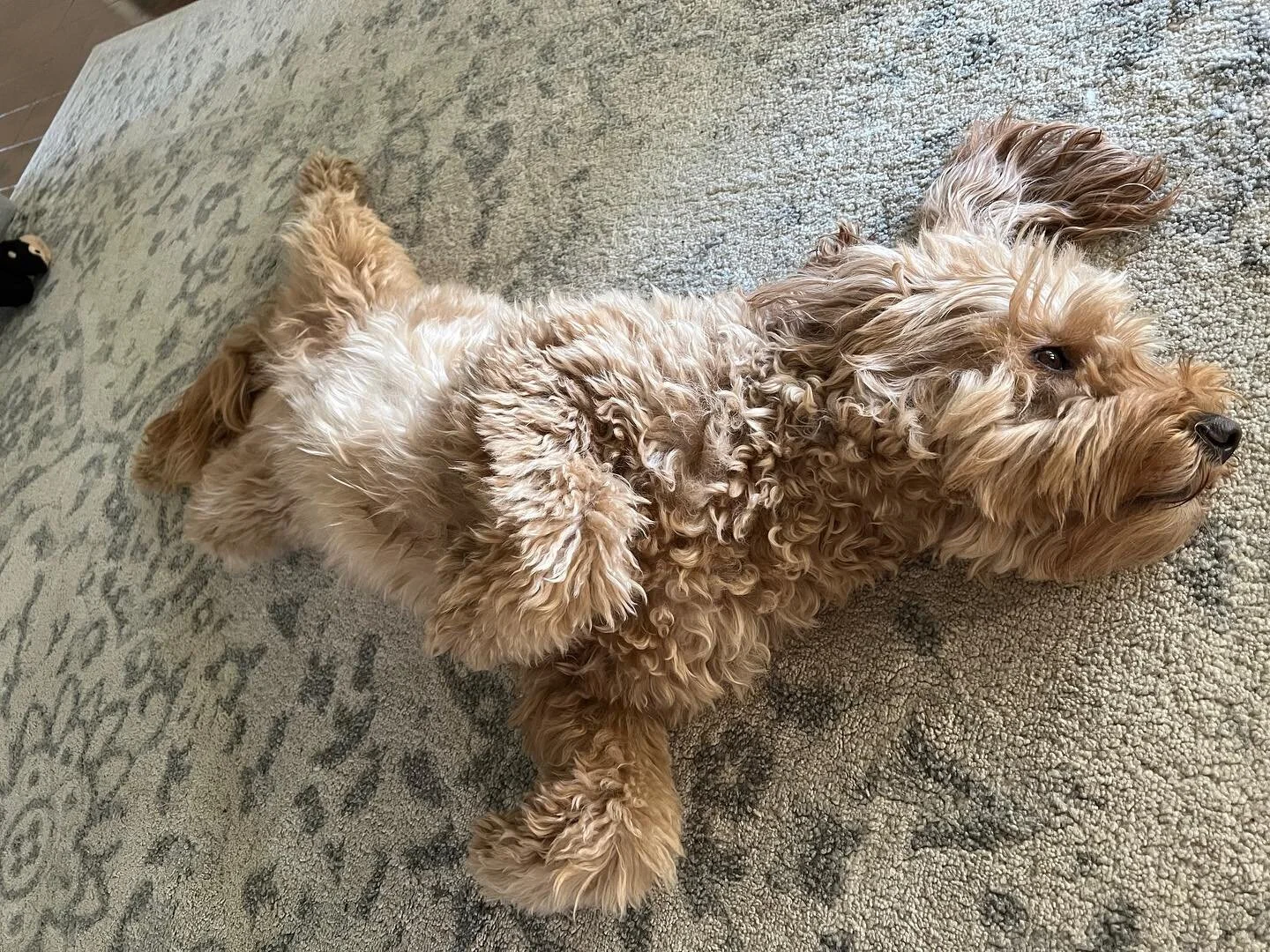 Wine Country Goldendoodles