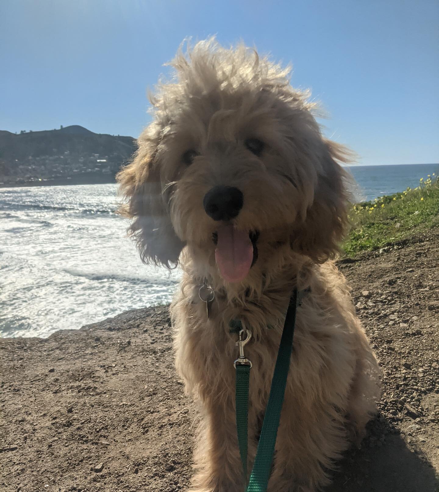 Wine Country Goldendoodles