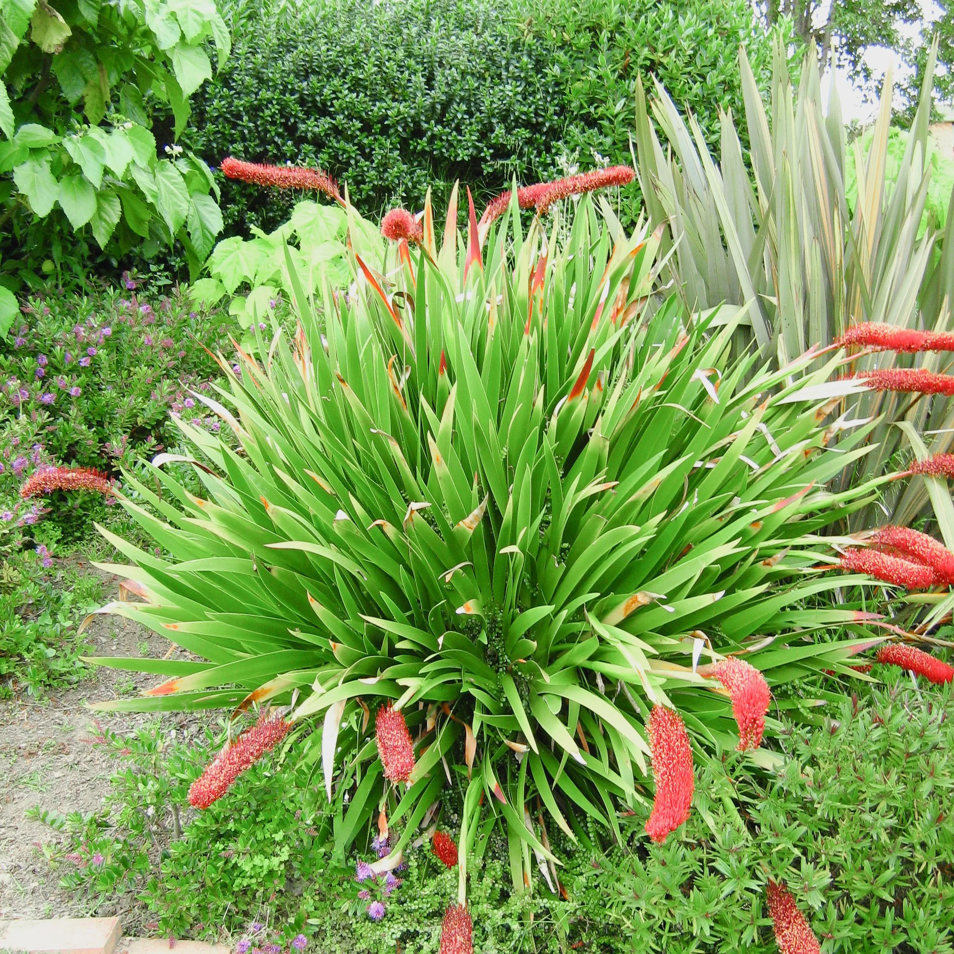 Phormium 'Green Dwarf' — Naturally Native New Zealand Plants (2013) Ltd