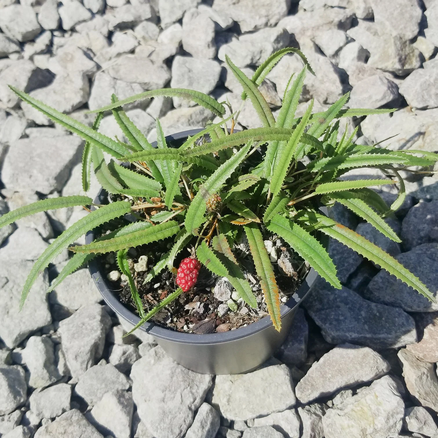 Coprosma 'Kirkii variegata' — Naturally Native New Zealand Plants (2013 ...