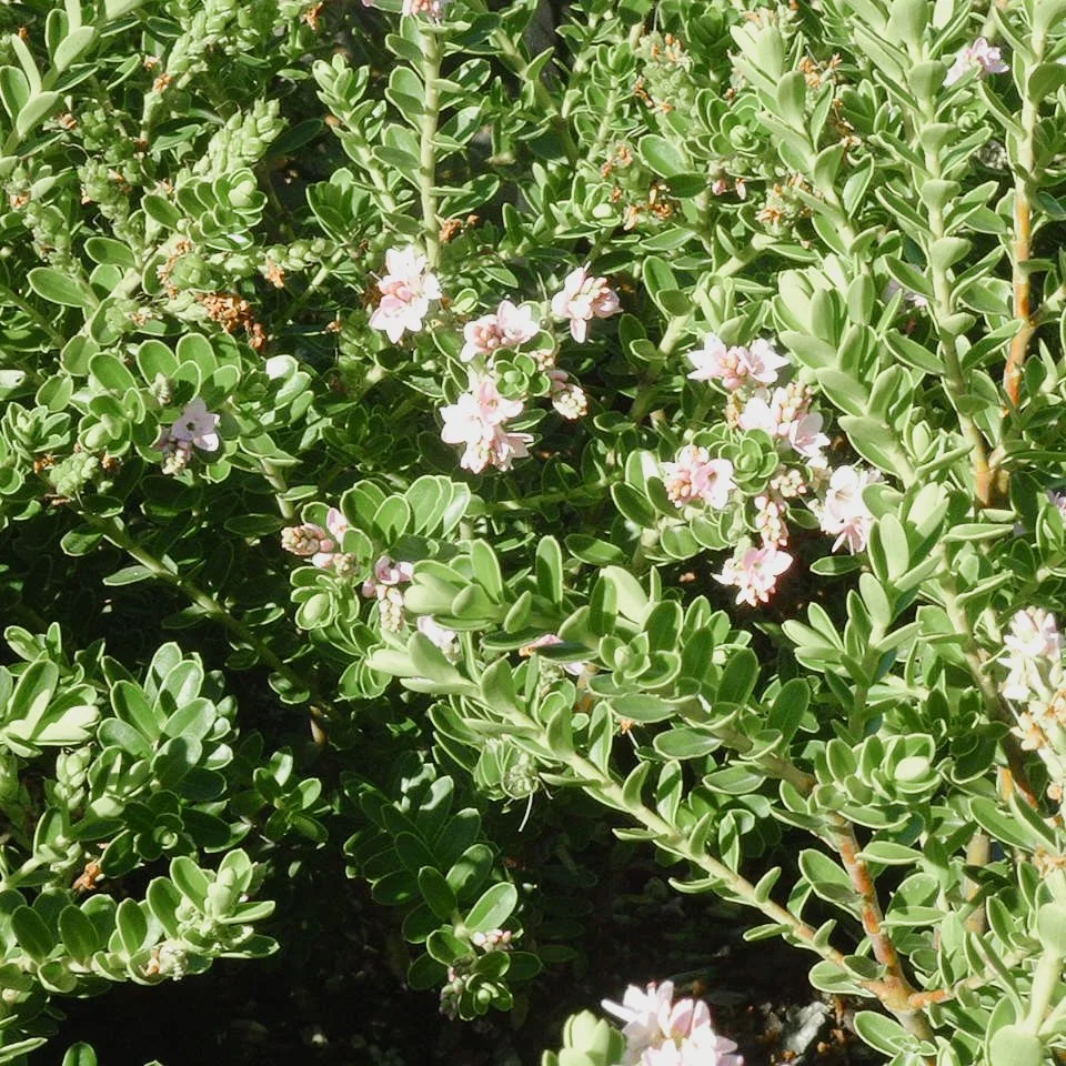 Brachyglottis 'Otari Cloud' — Naturally Native New Zealand Plants (2013 ...