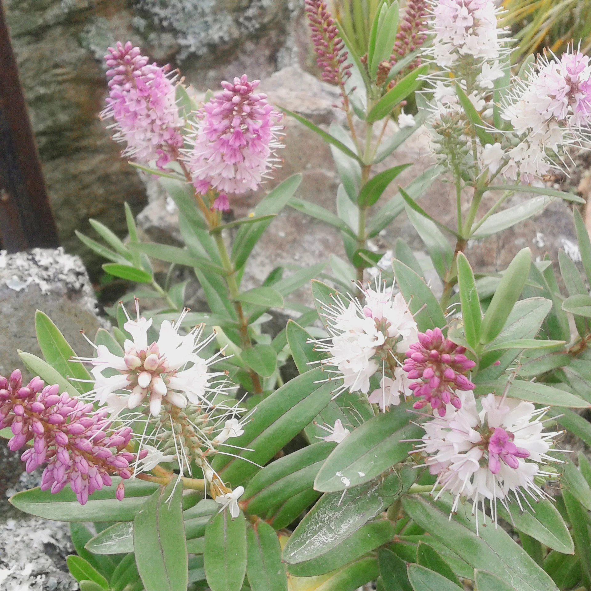 Veronica 'Azure' — Naturally Native New Zealand Plants (2013) Ltd