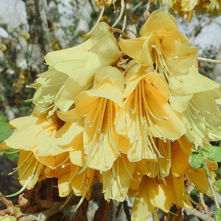 Melicytus ramiflorus (Mahoe) — Naturally Native New Zealand Plants ...