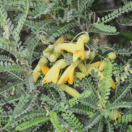 Asplenium bulbiferum (Pikopiko/ Hen and Chicken Fern) — Naturally ...