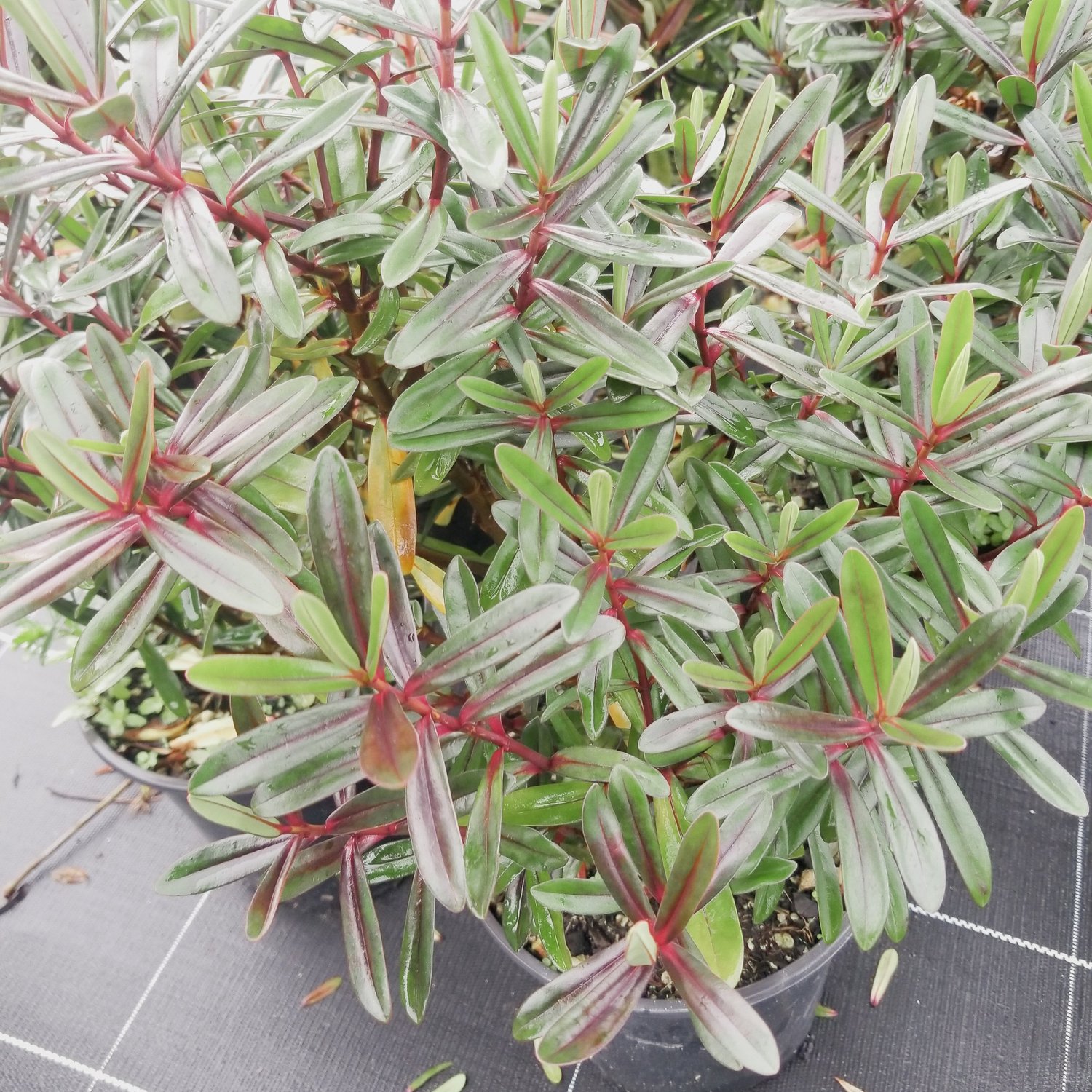 Clianthus maximus 'Kaka King' — Naturally Native New Zealand Plants ...