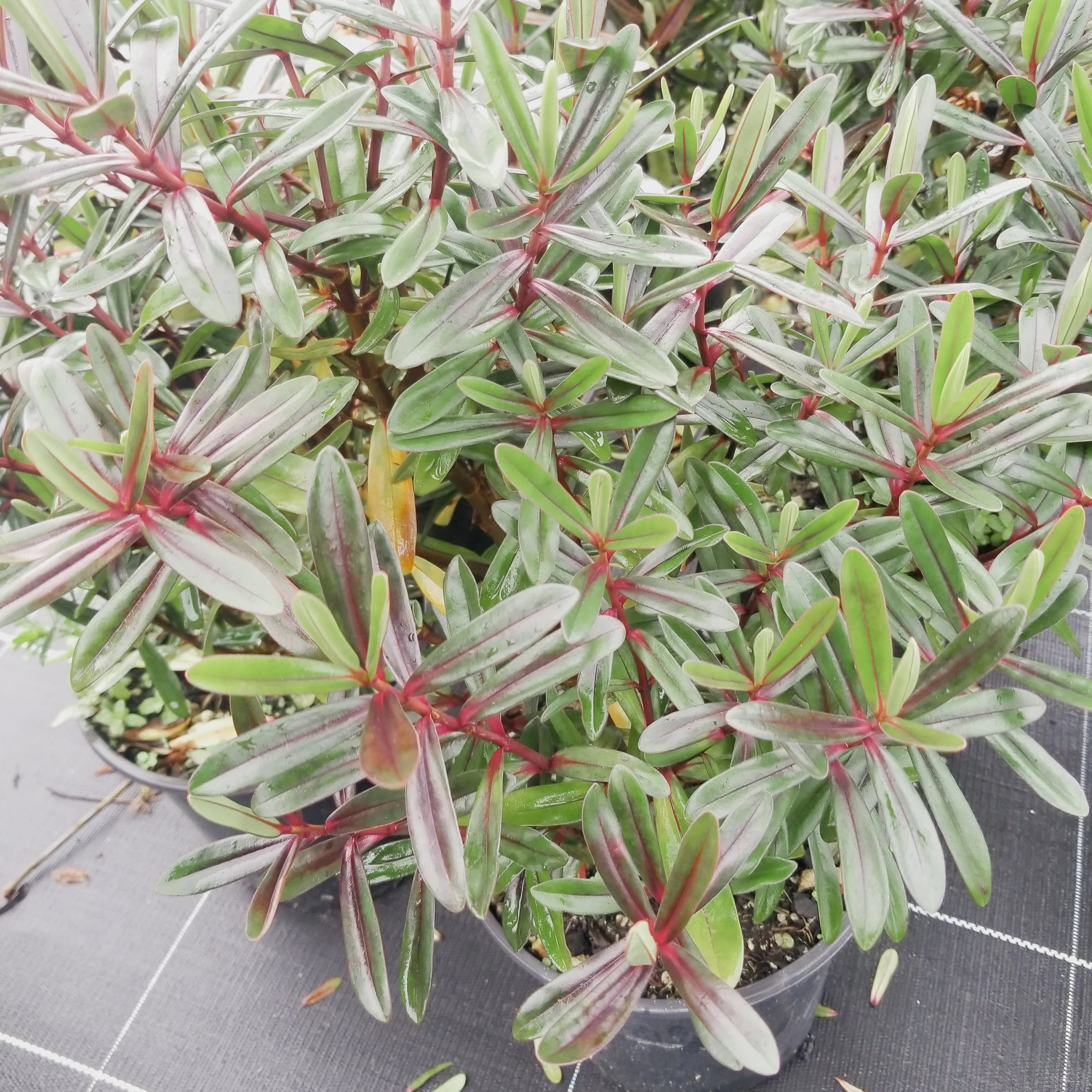 Veronica 'Wiri Mist' — Naturally Native New Zealand Plants (2013) Ltd