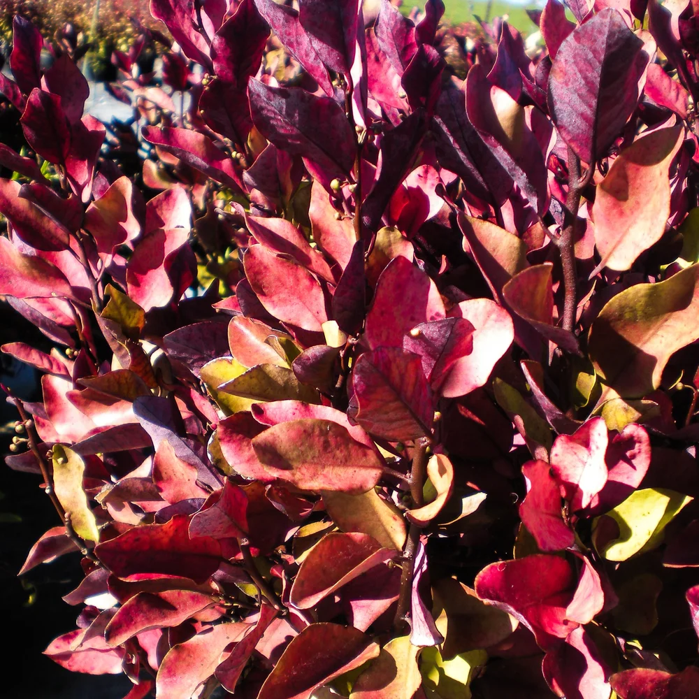 Pseudowintera 'Red Glow' — Naturally Native New Zealand Plants (2013) Ltd