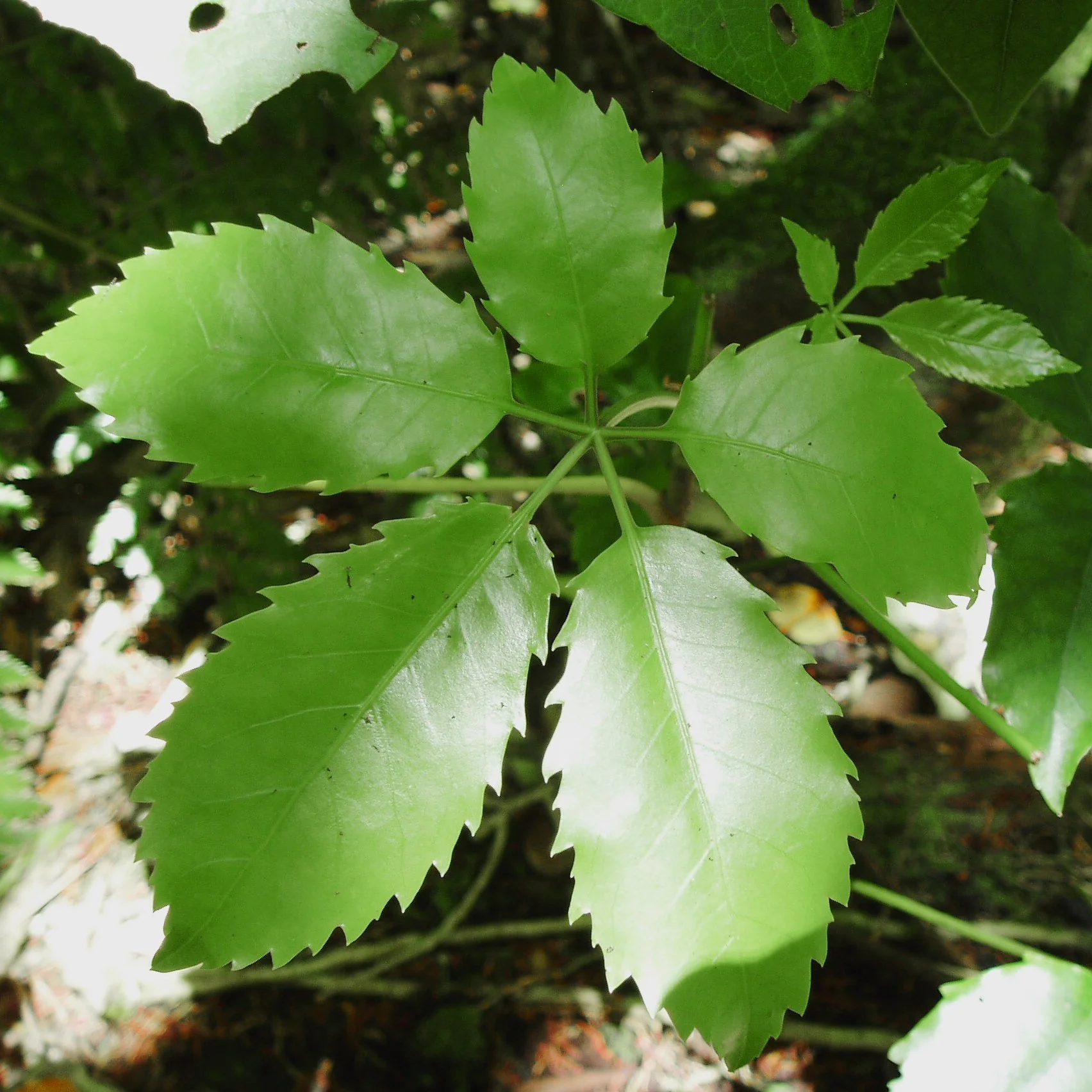 Melicytus ramiflorus (Mahoe) — Naturally Native New Zealand Plants ...