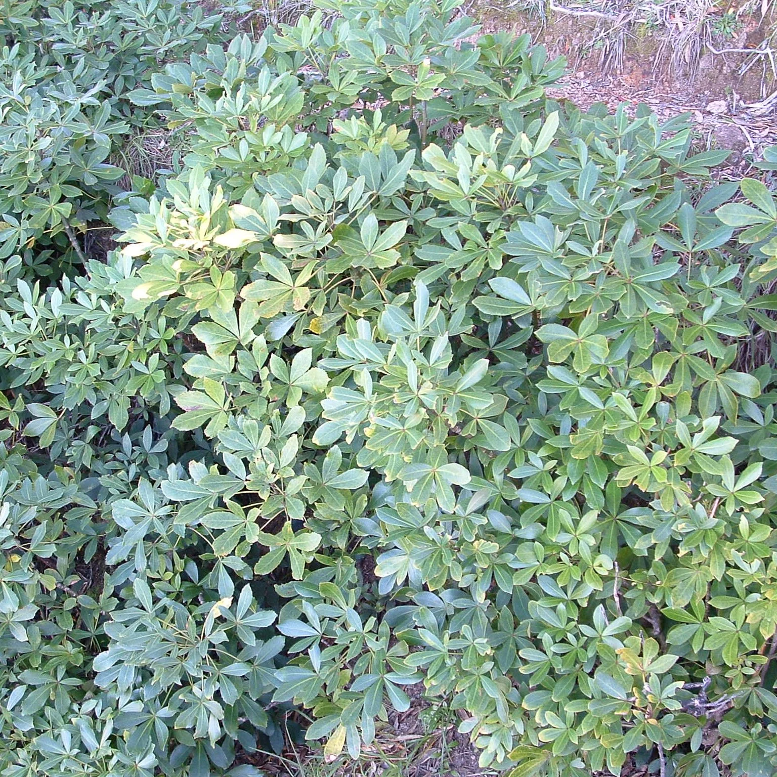 Melicytus ramiflorus (Mahoe) — Naturally Native New Zealand Plants ...