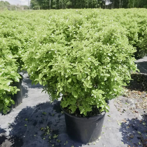 Elatostema rugosum (Parathaniwha/NZ Begonia) — Naturally Native New ...