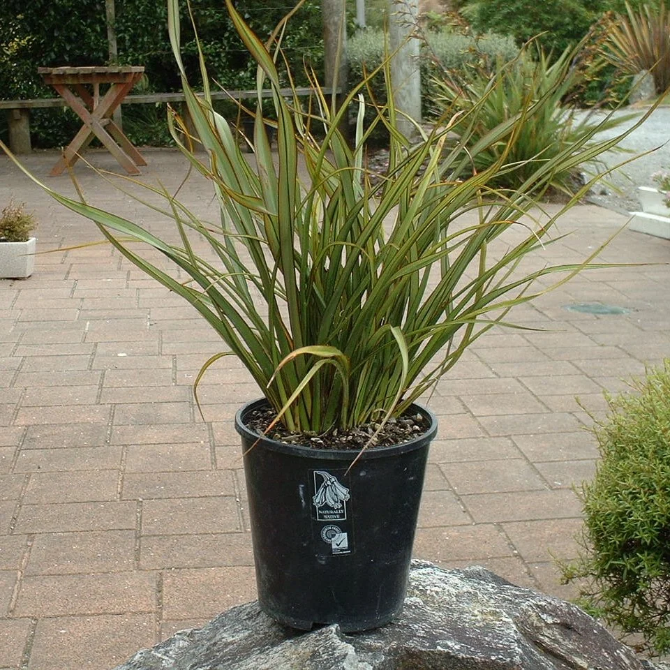 Chionochloa flavicans — Naturally Native New Zealand Plants (2013) Ltd